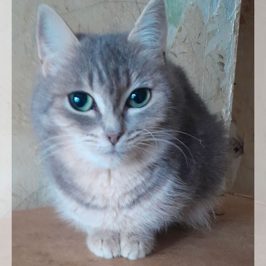 Ева ищет дом