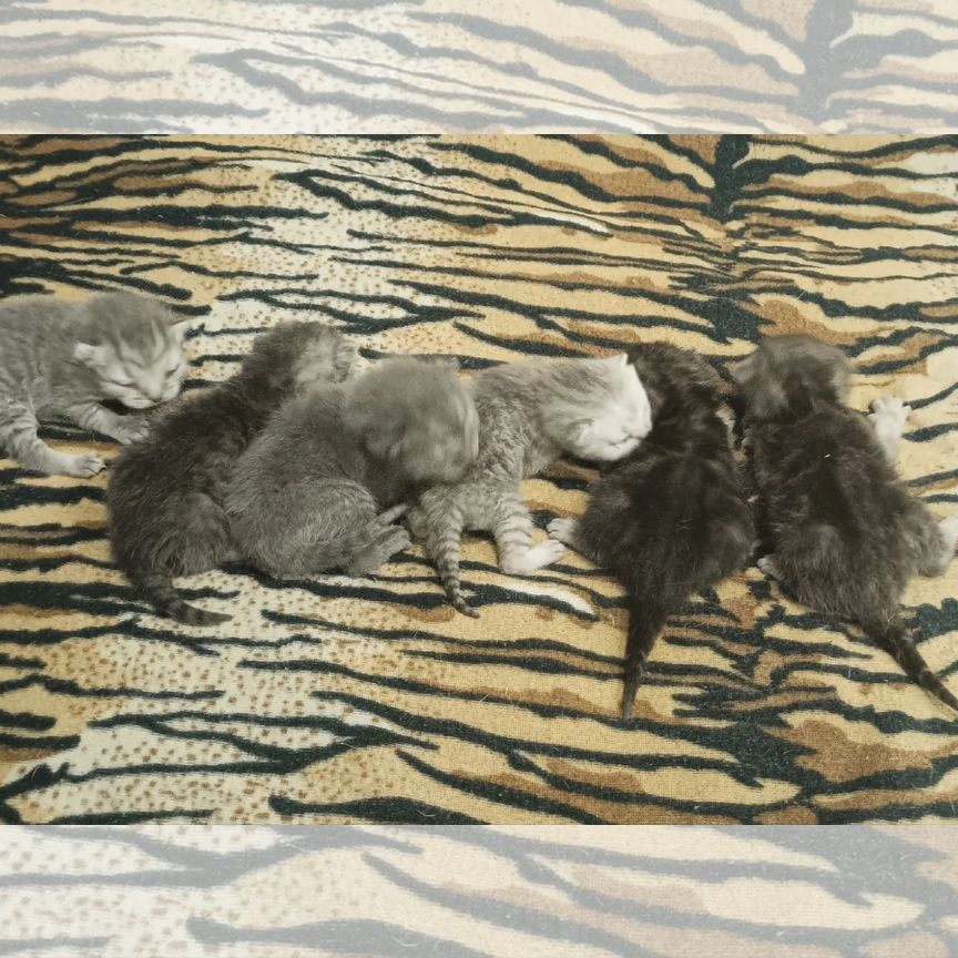 Шотландские котята