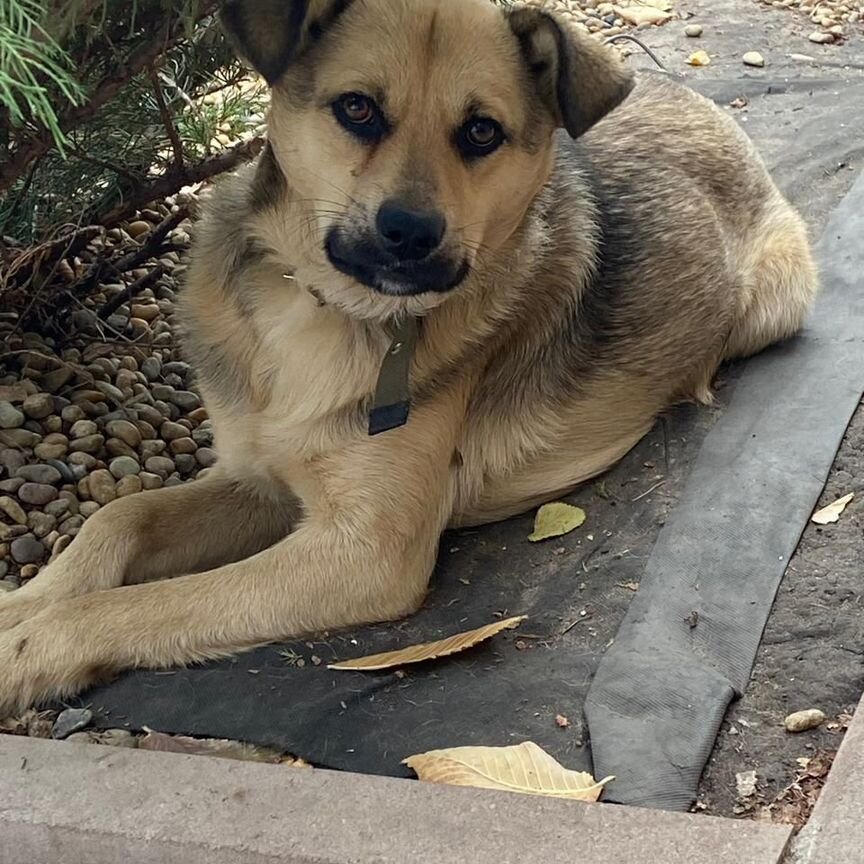 Воронеж Ищет дом щенок-подросток, мальчик Бади