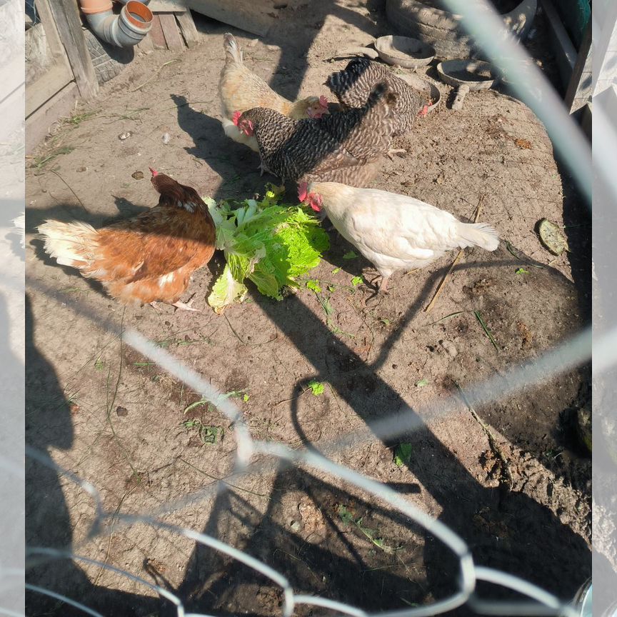 Продам кур несушек доминант