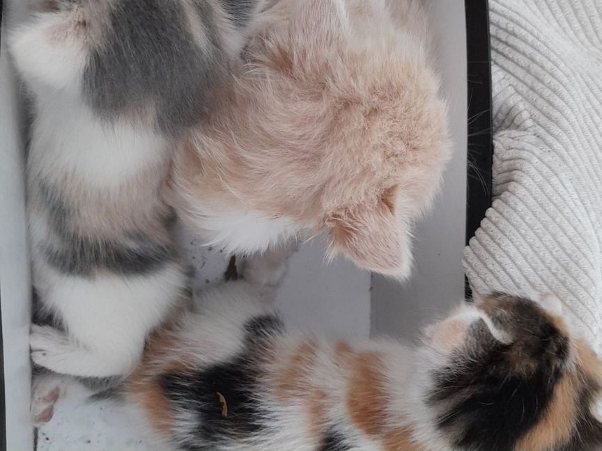 Котята отдам бесплатно
