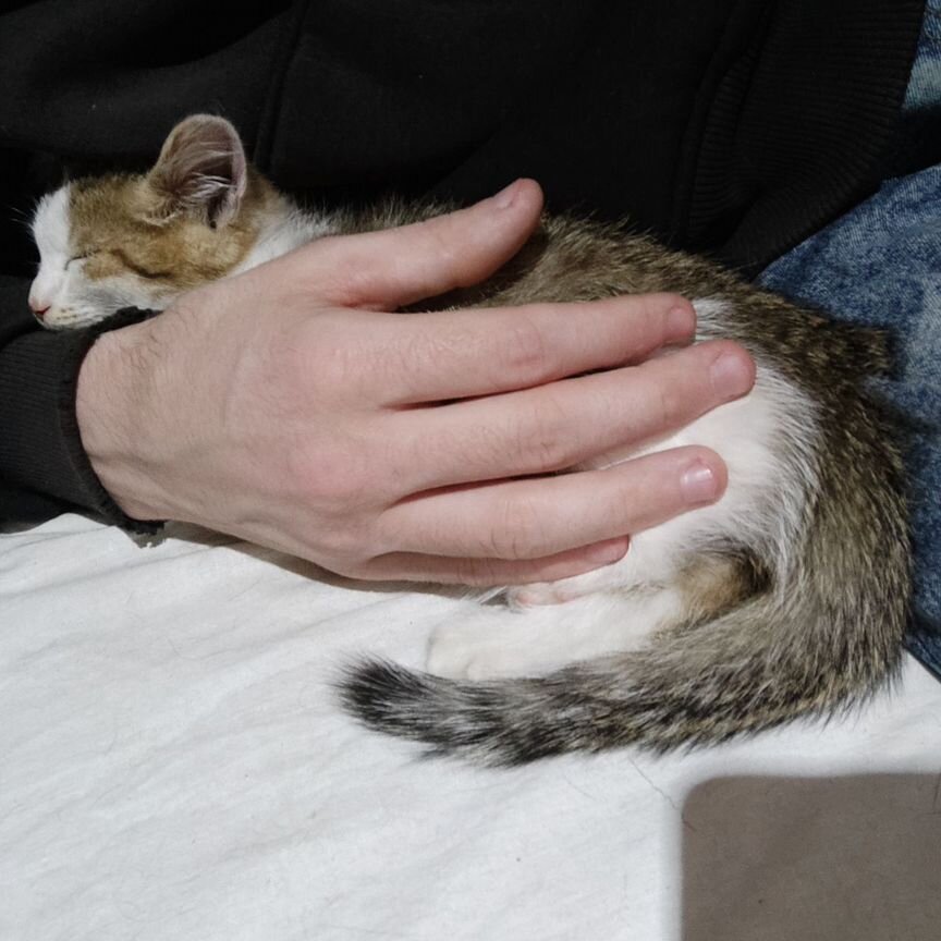 Отдам котенка в добрые руки
