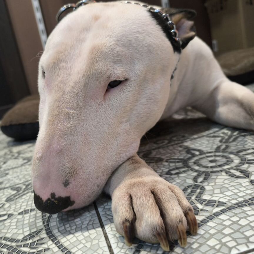 Бультерьер, вязка