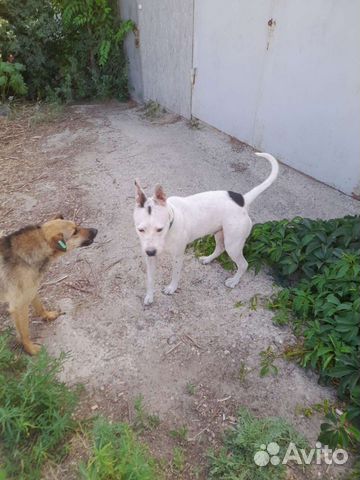 Найдена собака стафф