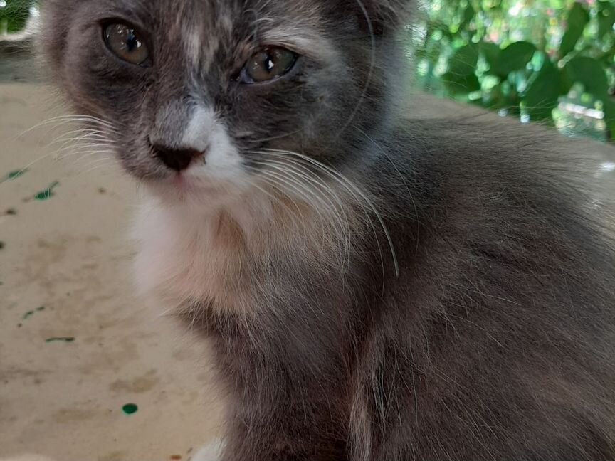 Котята 2 месяца