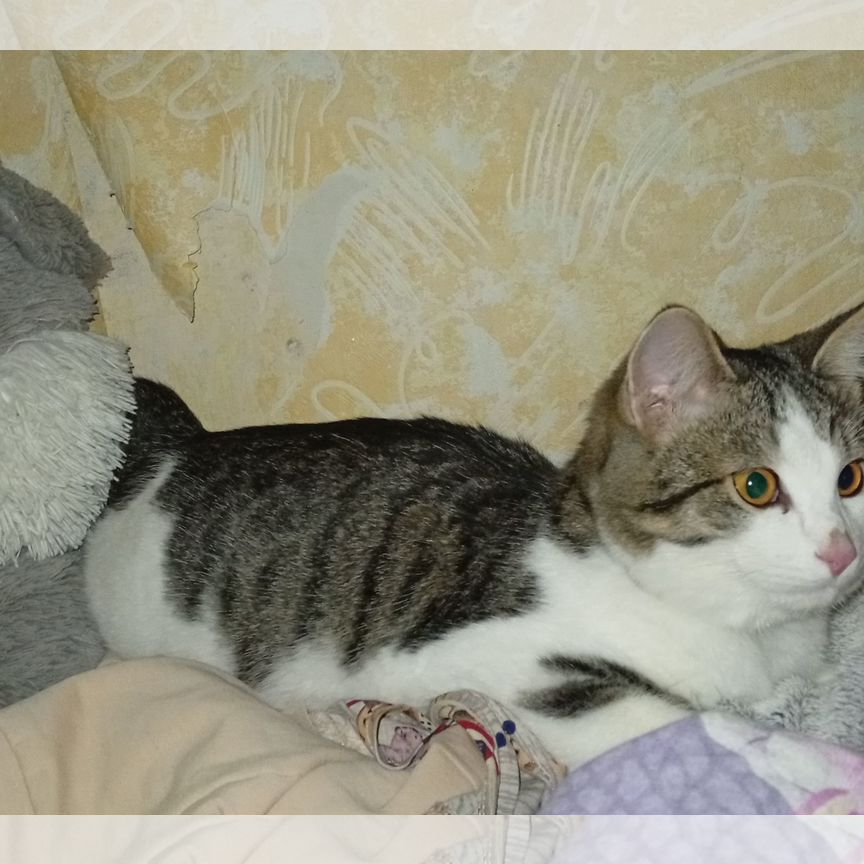 Взрослый кот в добрые руки