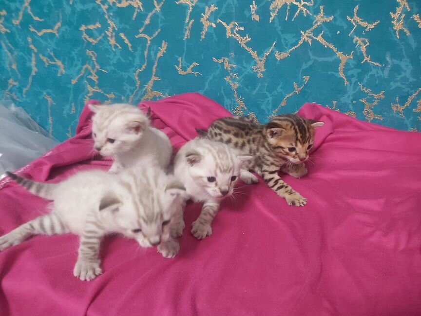 Бенгальские котята