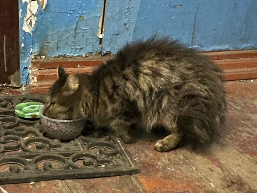 Бездомные котики