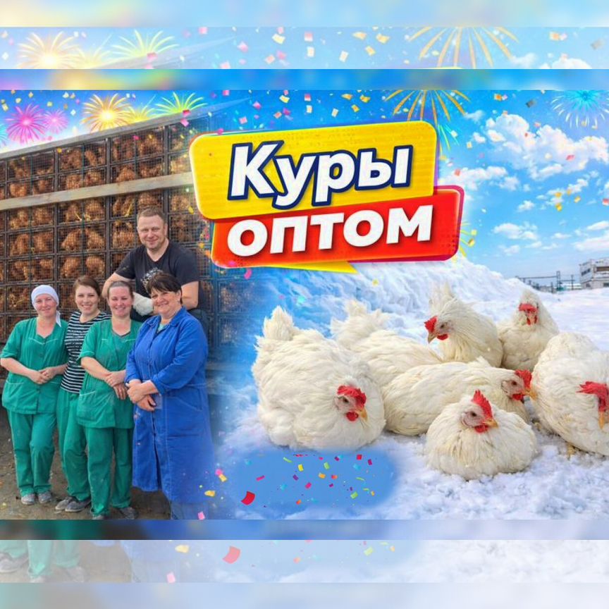 Куры молодки несушки с доставкой оптом