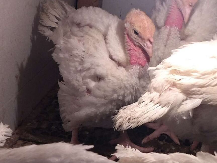 Домашняя индейка