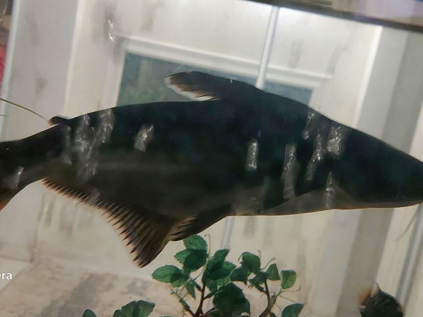 Рыба пангасиус