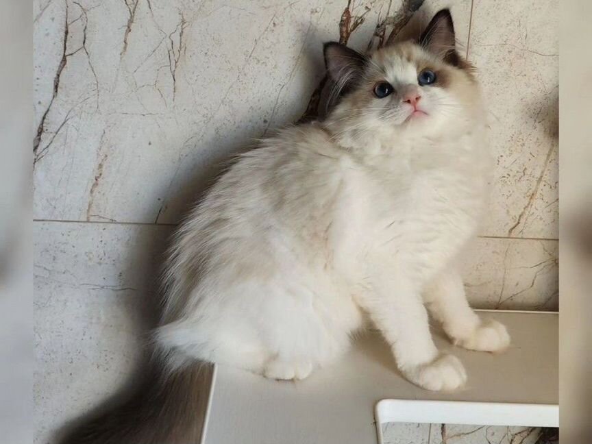 Cassi, мурчалка девочка рэгдолл
