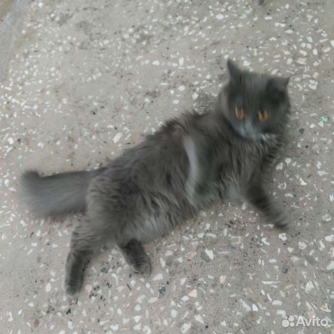 Найден котенок в подъезде