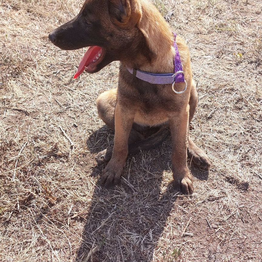 Бельгийская овчарка малинуа