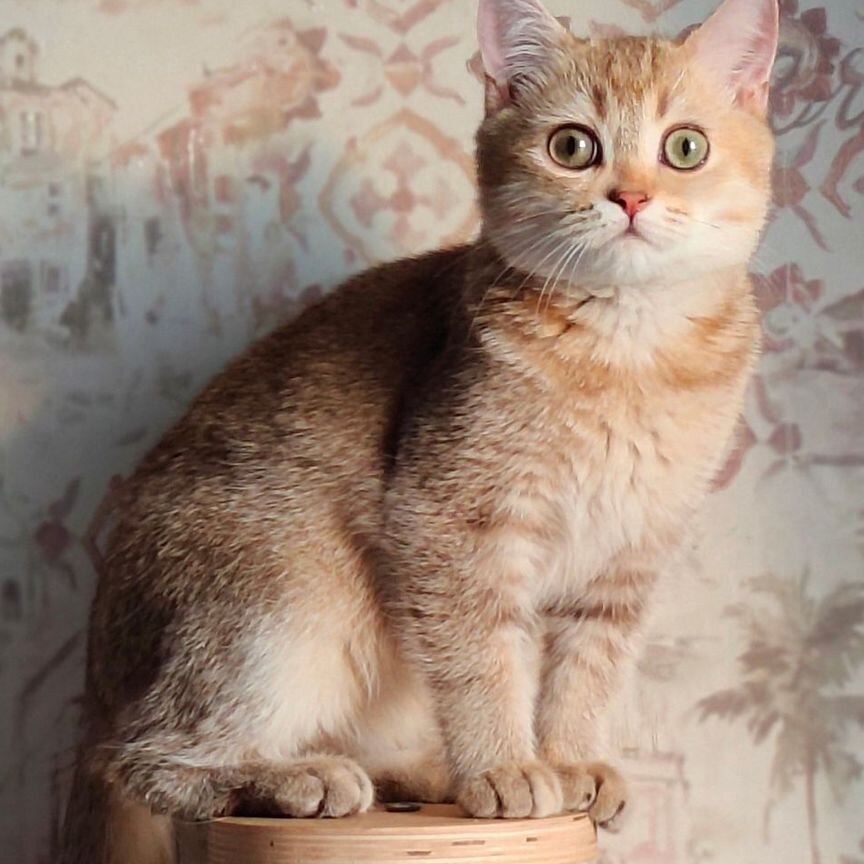 Шотландский прямоухий короткошёрстный котёнок
