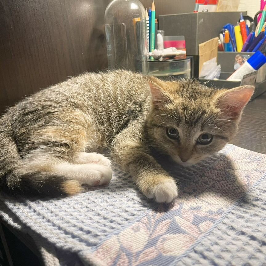 Коричневые котята