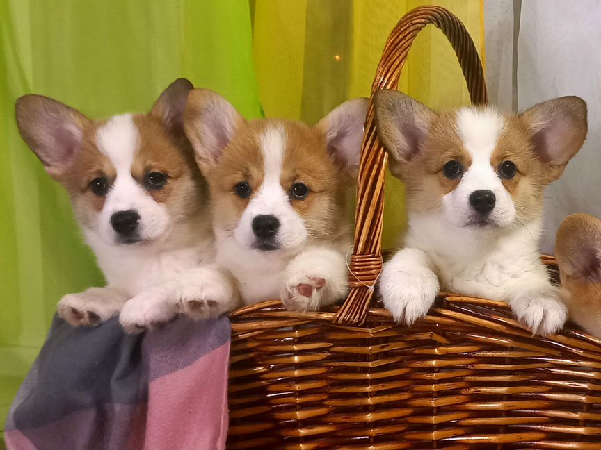 Вельш корги пемброк щенки