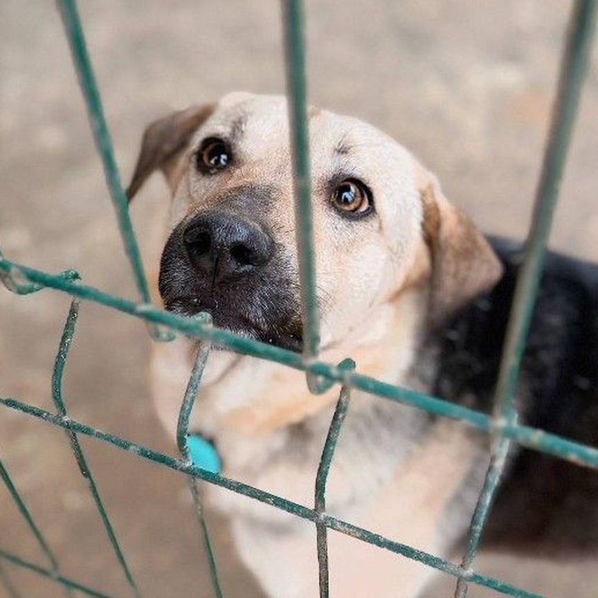Взрослый пёс в добрые руки