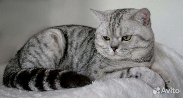 Британский кот, цвета вискас