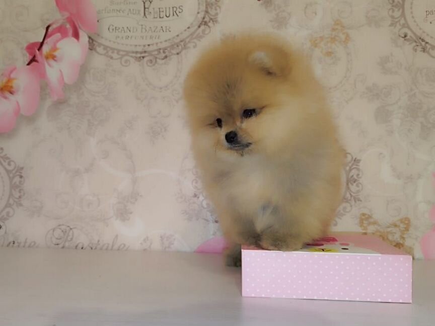 Померанский шпиц медвежьего типа