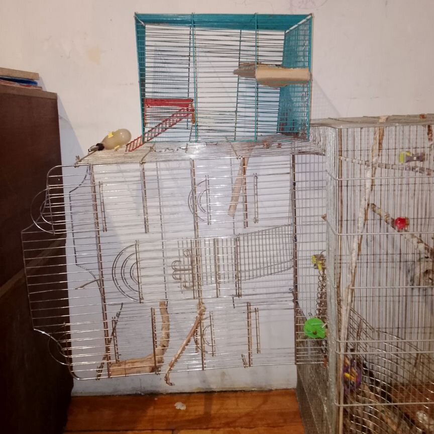 Попугай неразлучники с клеткой