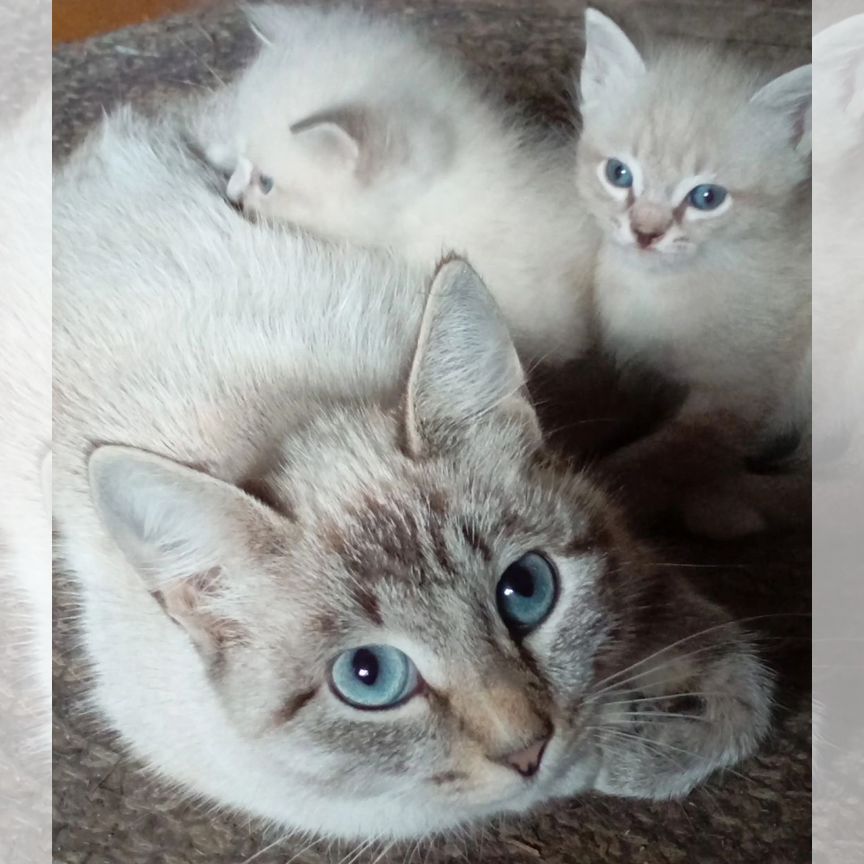 Котята в добрые руки бесплатно мальчик