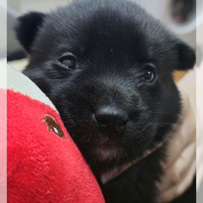 Щенок в добрые руки