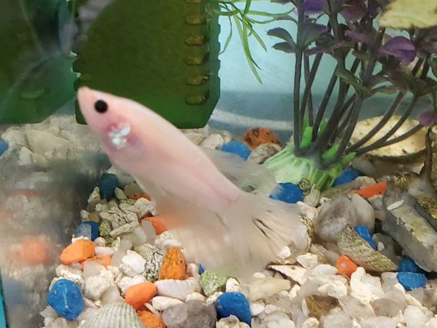 Рыбка Петушок