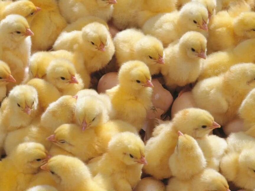 Цыплята суточные