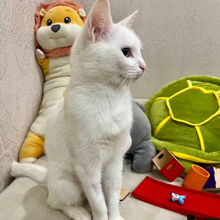 Белая кошечка в добрые руки