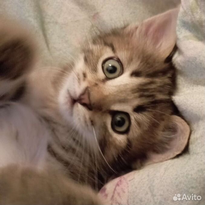 Котёнок Матвей