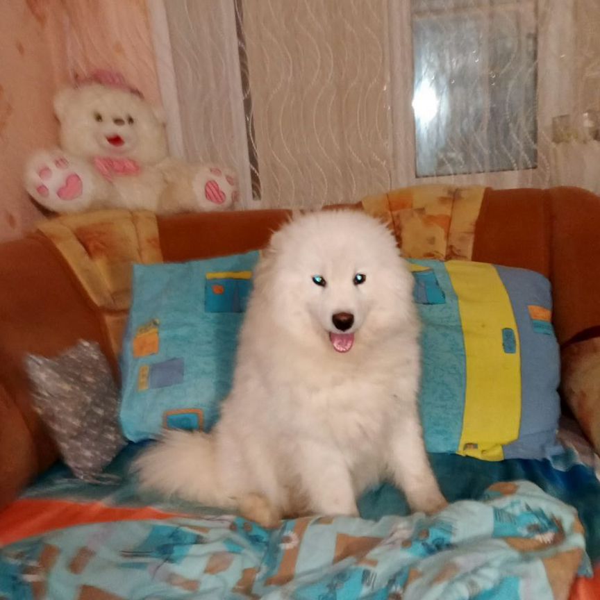 Собака самоед