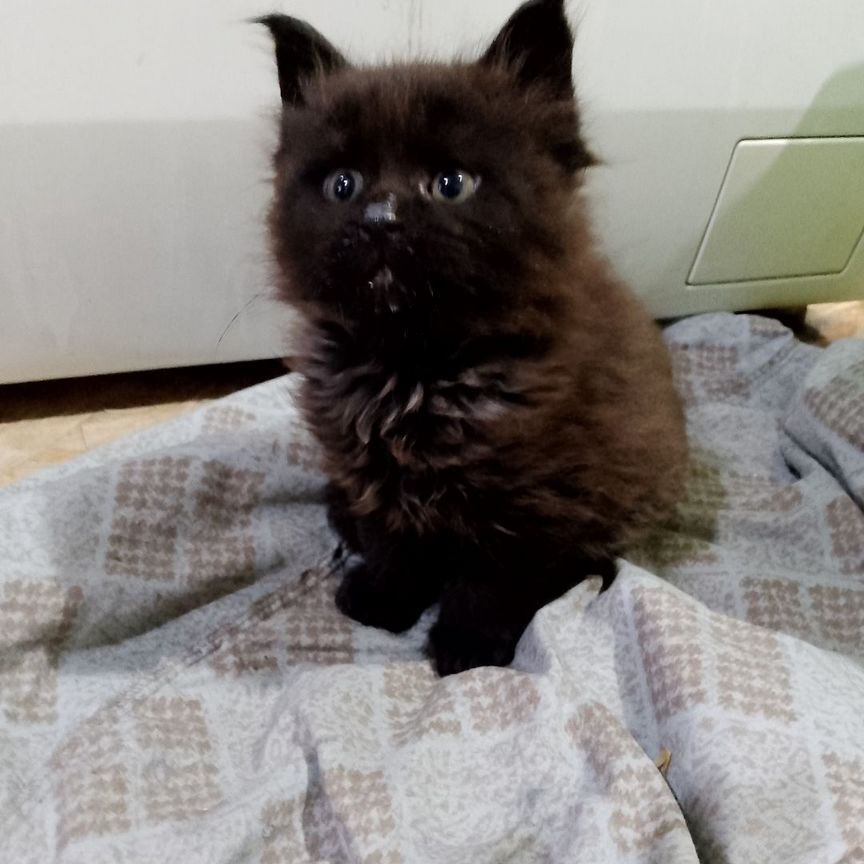 Продам котенка Мейн кун