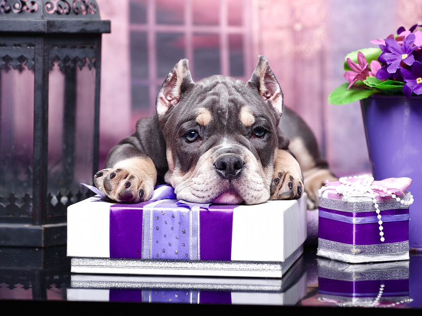 Шикарный мальчик с экзотической внешностью