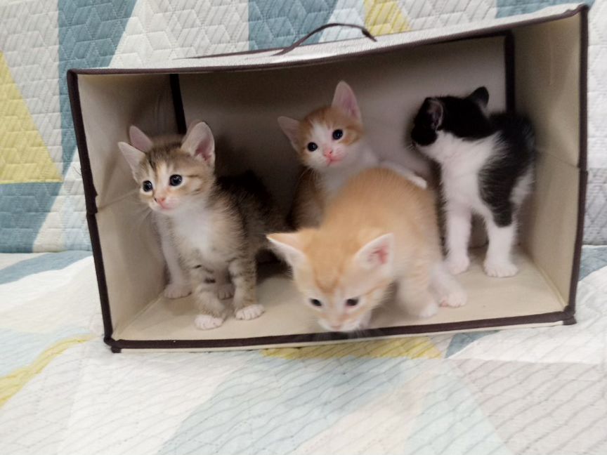 Кошка