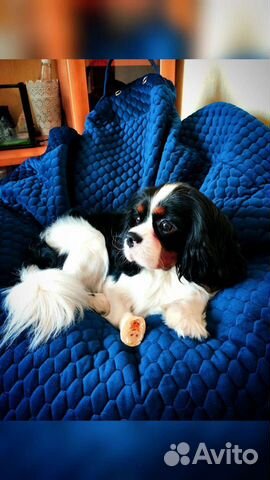 Вязка кавалер Кинг Чарльз спаниель