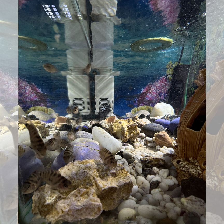 Цихлиды чернополосые