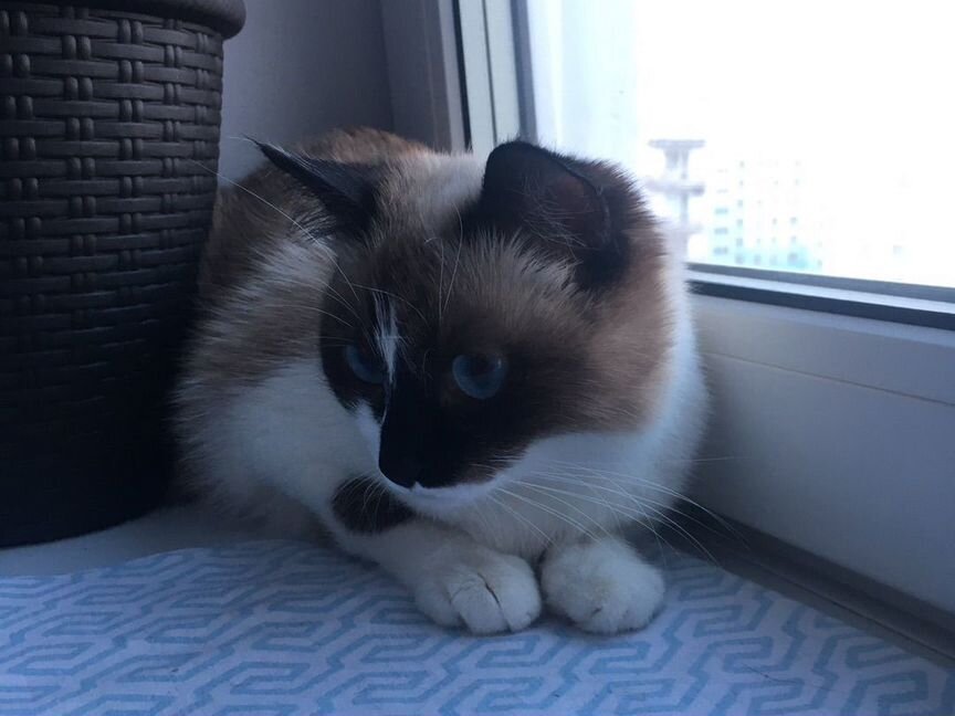 Сиамская кошечка