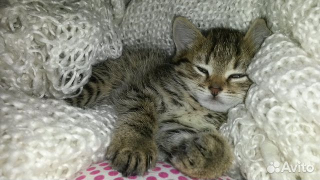 Котик в дом - счастье в нем