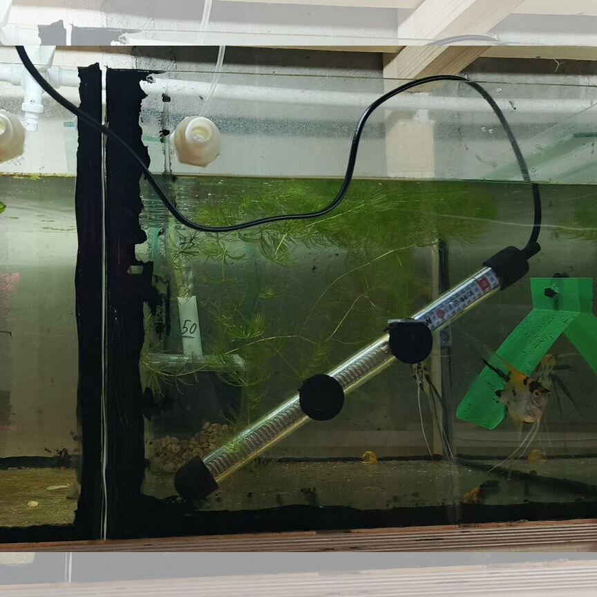 Разводня аквариумных рыбок