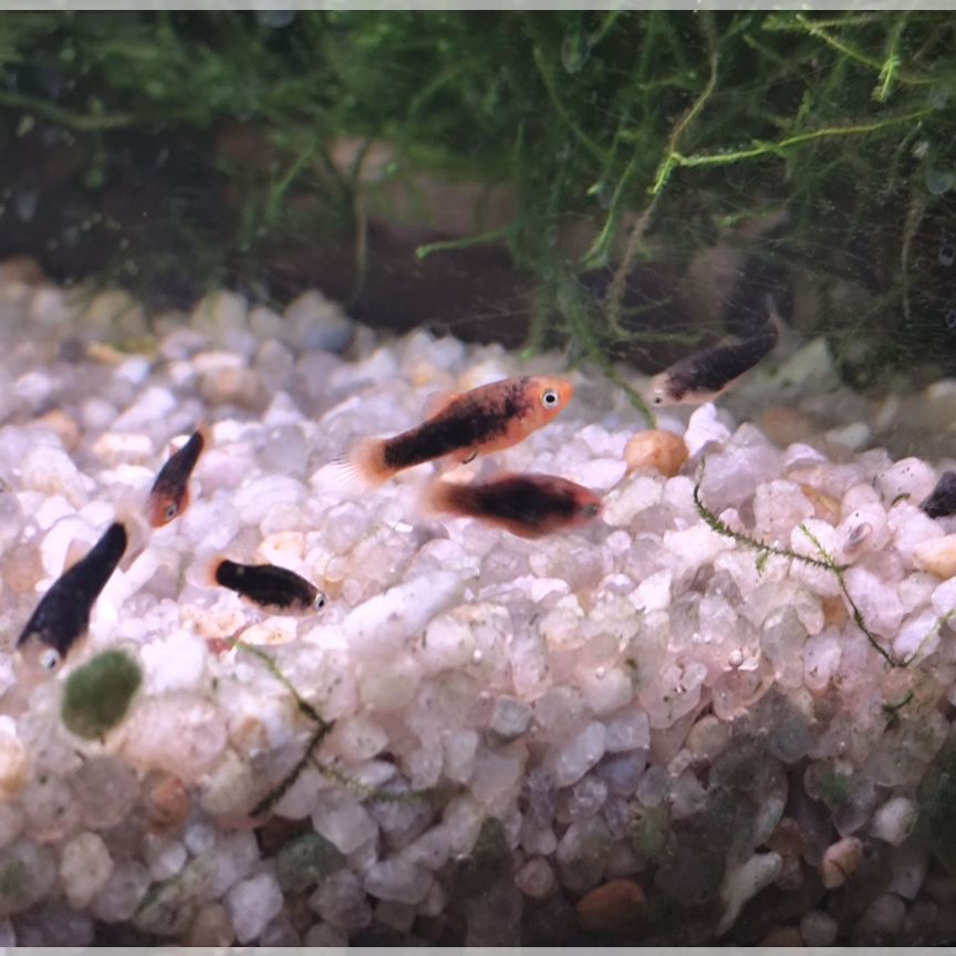 Пецилии обмен на растения