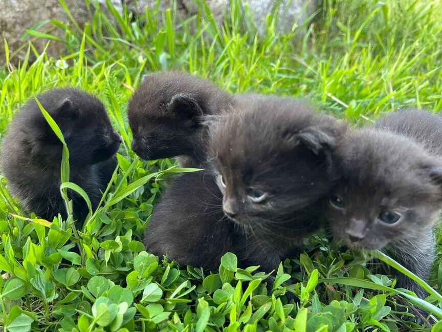 Котята в добрые руки