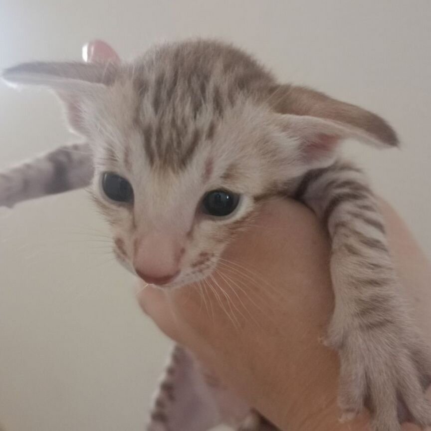 Ориентальный котёнок