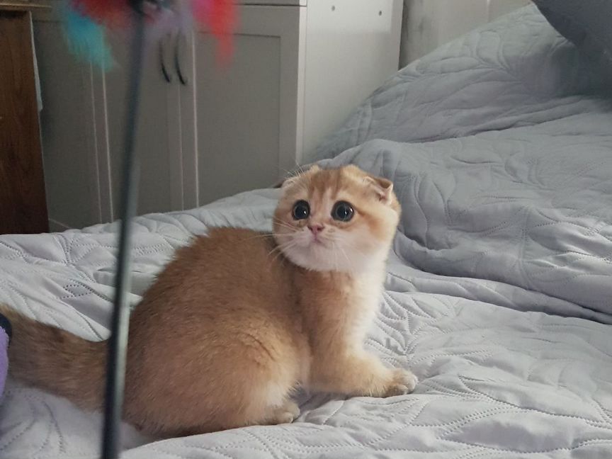 Шотландская золотая шиншилла