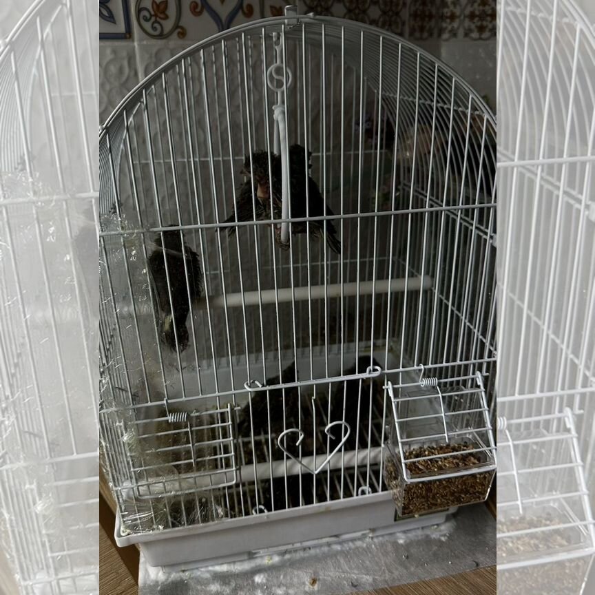 Птенцы зеленушки - лесной канарейки