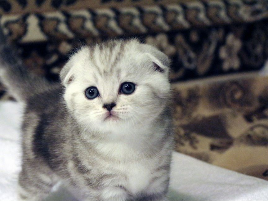 Серебристо-черный мраморный окрас котенок