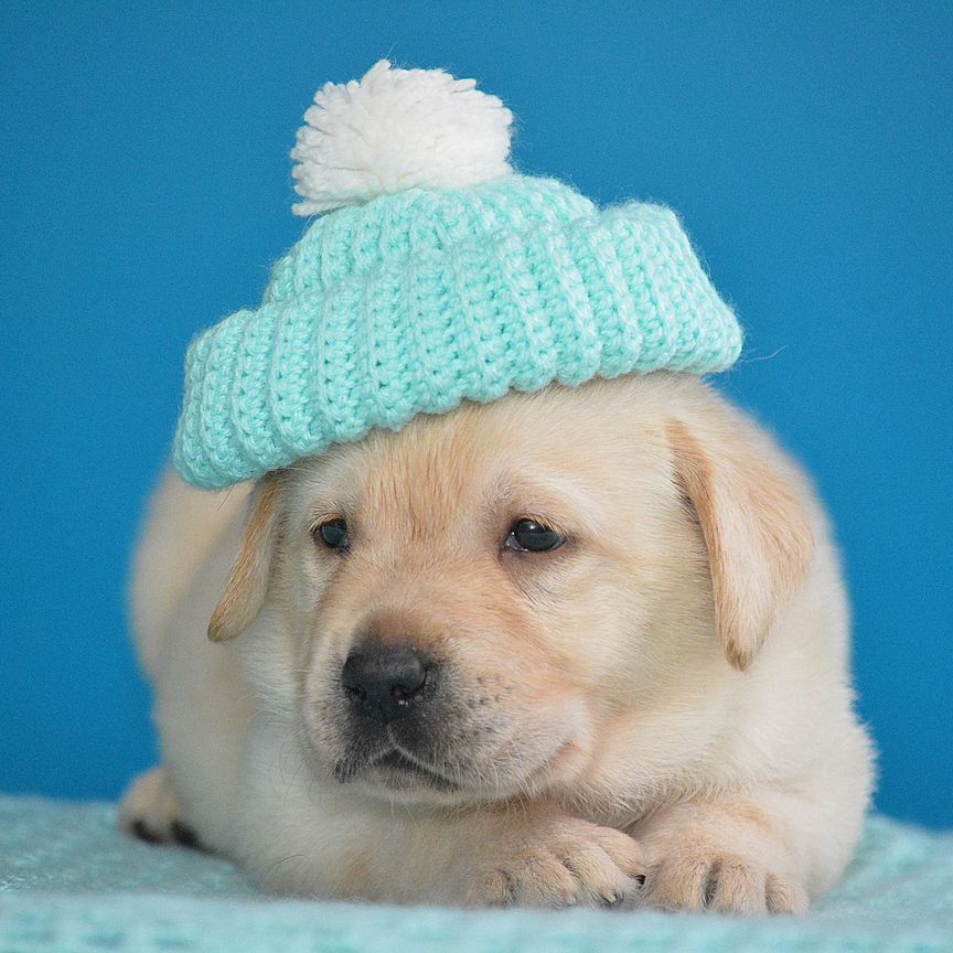 Лабрадор-ретривер, щенок