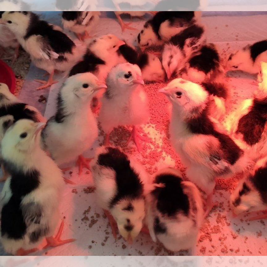 Леггорн далматинец цыплята