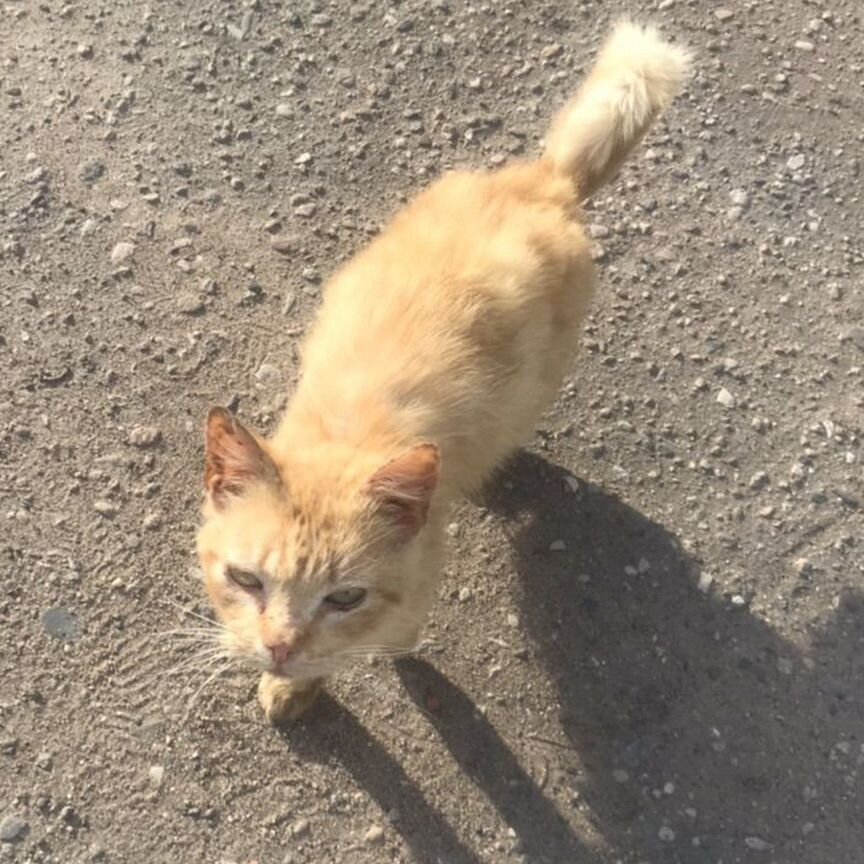 Котик с имунодифицытом ищет дом