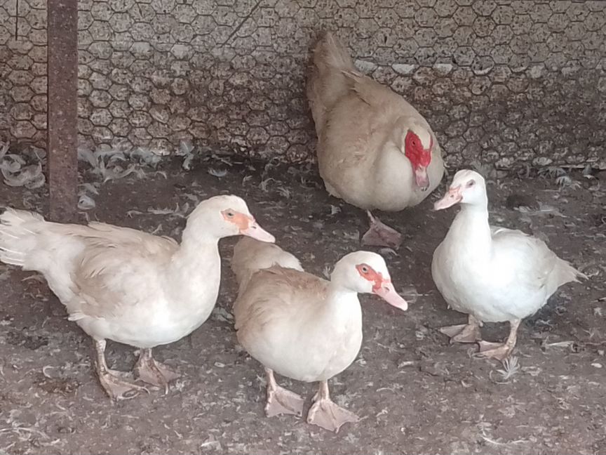 Семья индоуток